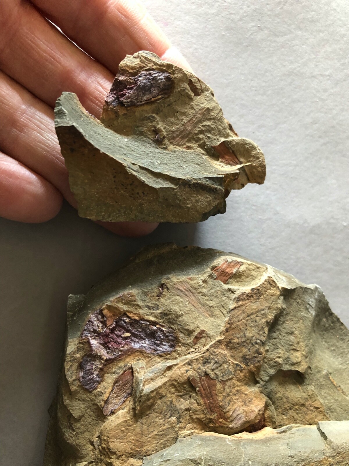 Rare Ordovician Fossil Sponge - Pirania auraeum | eBay