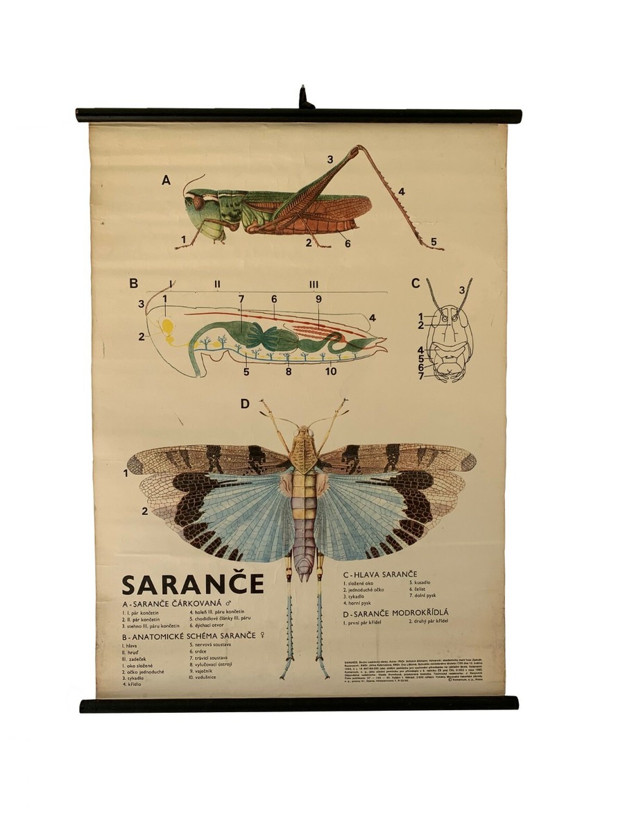 Vintage Insect Diagram