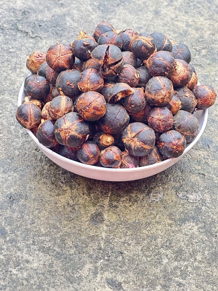 Gorontula Fruits Snot Apple Azanza 10 Varied Sizes. | eBay UK