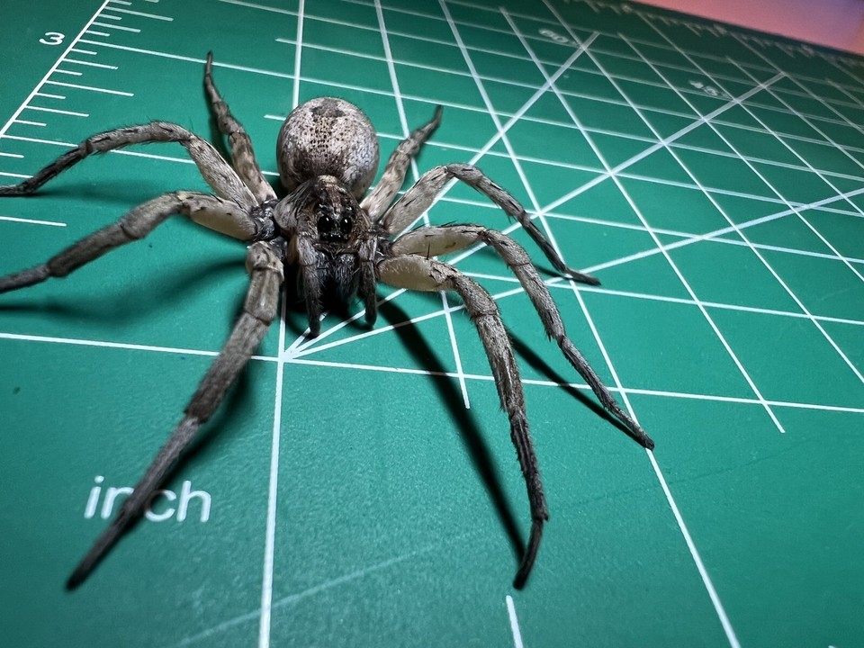 Large Florida Wolf Spider wet specimen oddities Taxidermy Mummified ...