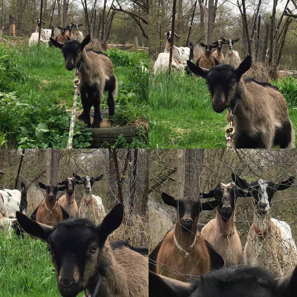 4 Bars Goat Milk Soap Your Choice Organic Natural Soap Handmade ...