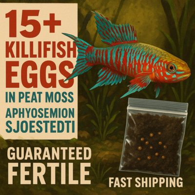 Killifish Eggs Live Killi Egg - Aquarium Fish 15 Eggs Aphyosemion sjoestedti | eBay