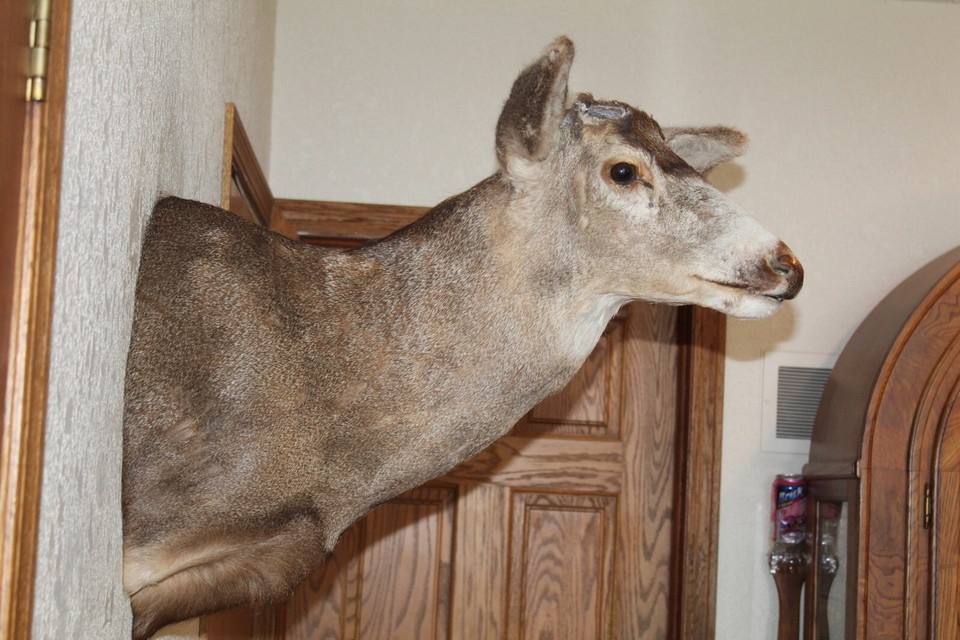 Mule Deer Head Shoulder Mount Taxidermy Mount Antler Hunt Whitetail ...
