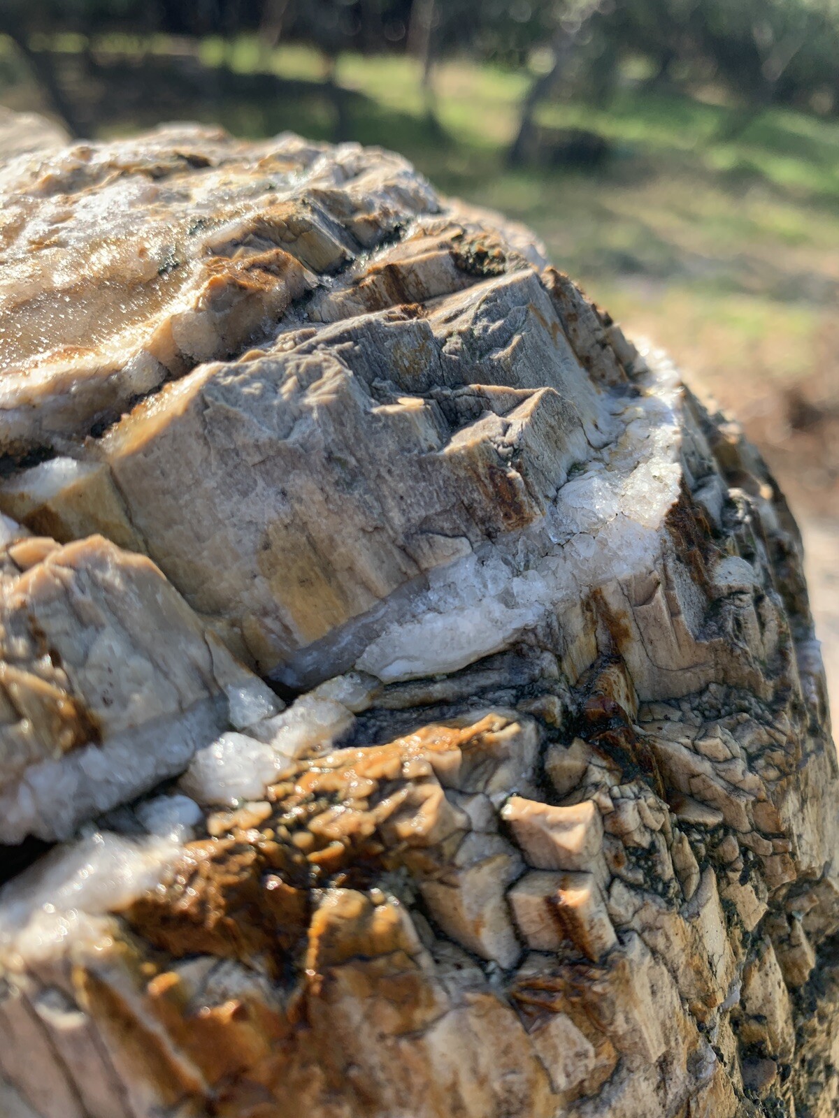 Giant Petrified Wood Tree Stump 8ft Tall One of a kind fossil River ...