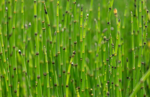 Dwarf Horsetail For Small Ponds or Water Feature Plant Aquatic Pond ...