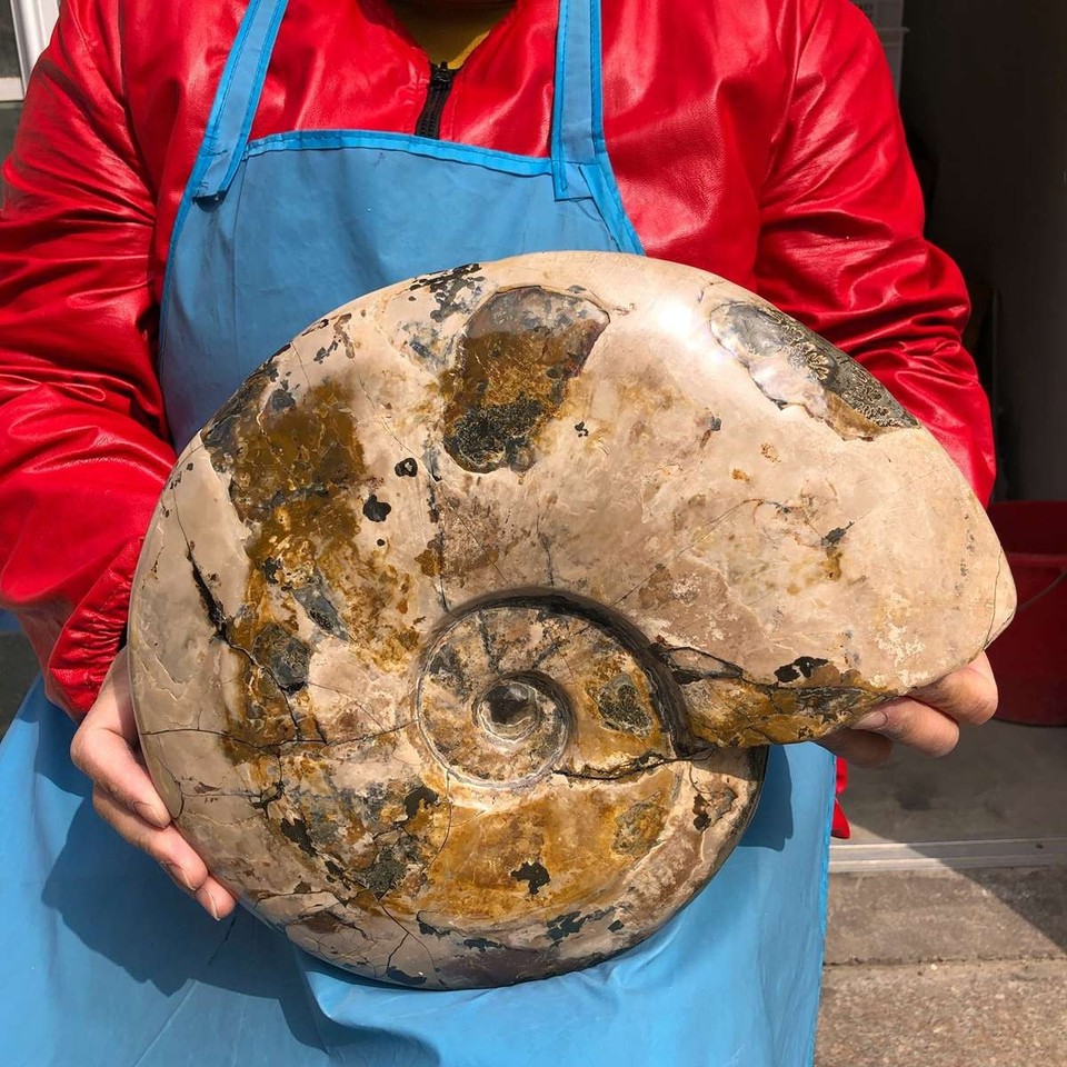 12.98LB Natural Ammonite Fossil Polished Specimen Reiki Healing ...