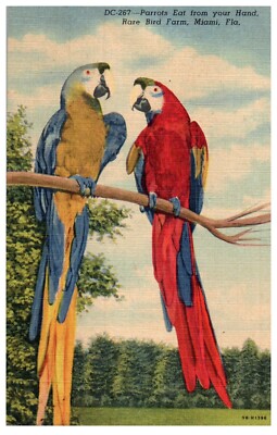 Parrots eat from your hand Rare Bird Farm Miami Florida Postcard | eBay