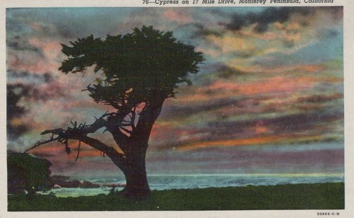 Cypress On 17 Mile Drive Monterey Peninsula California Vintage Linen ...