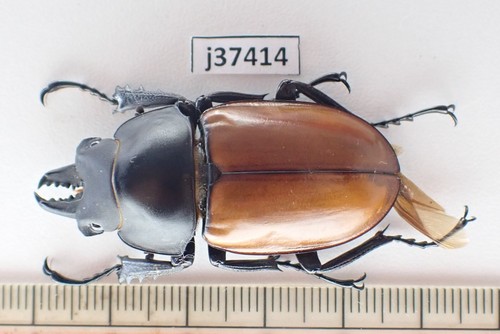 j37414. Insects, Lucanidae: Neolucanus sp. Vietnam, KonTum | eBay