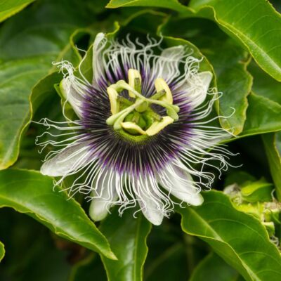 Passiflora edulis Frederick Plant Climbing Passion Flower 1x 9cm Potted ...