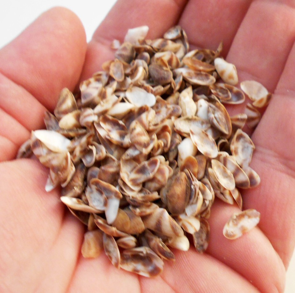 1 oz (200) Very Tiny Brown White Coquina Micro Shells (1/4") Beach Arts Crafts | eBay