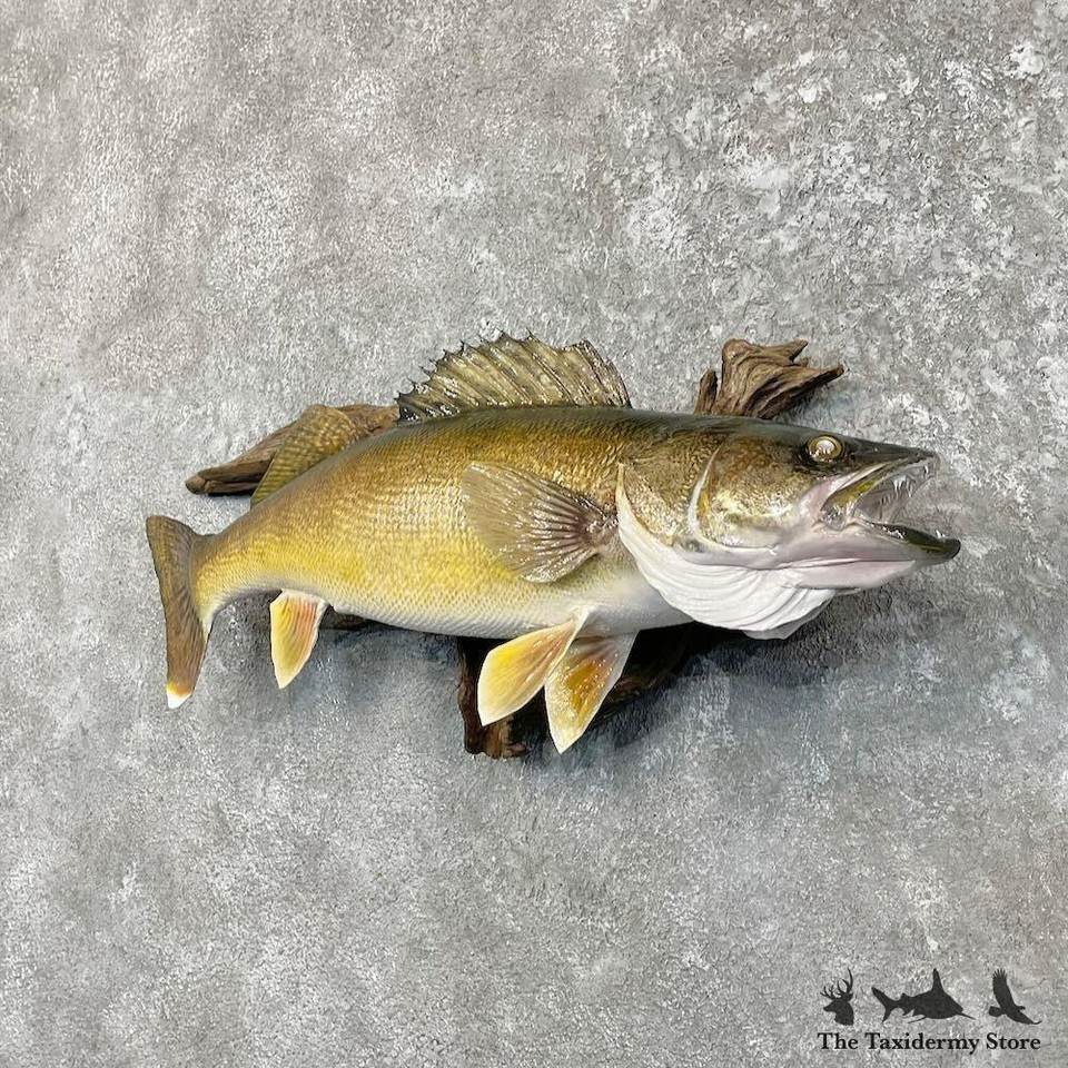 #27512 WC | 29" Walleye Taxidermy Fish Mount For Sale | eBay