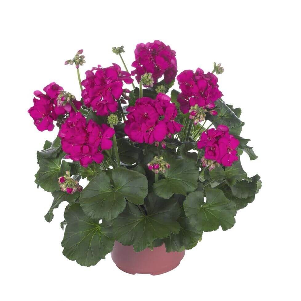 10 Cuttings Geranium Neon Purple Zonale Tango Crane'S Bill Live Plant ...