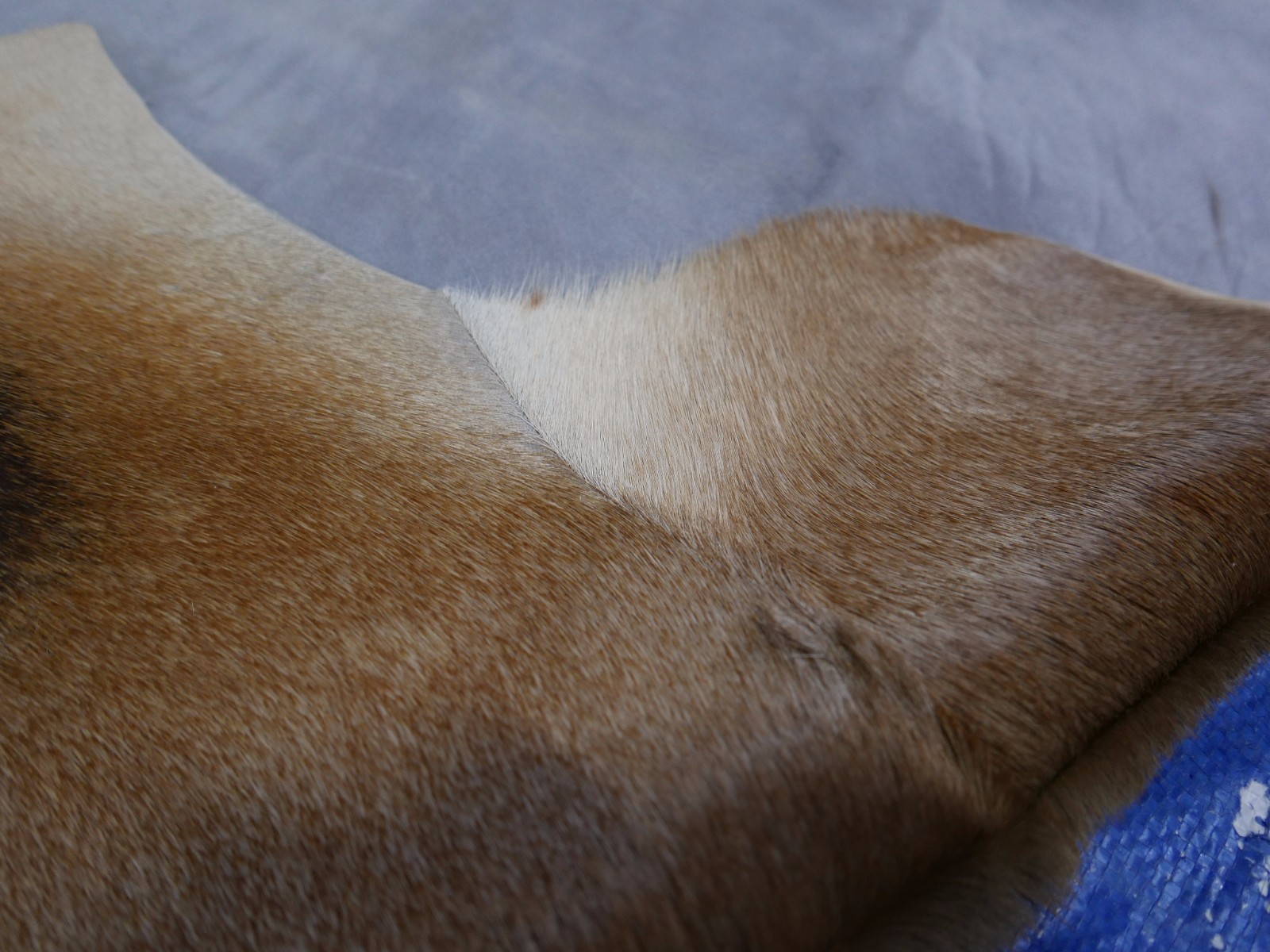 Deer Skin African Red Hartebeest Skin buck skin African Deer Skin ...