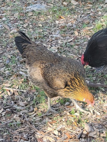 12 Fresh & Fertilized Barnyard Mix Hatching Eggs - Ayam Cemani Roosters ...