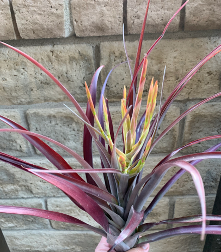 Tillandsia Flabellata Rubra Rare Air Plants 12"-15"+ | eBay
