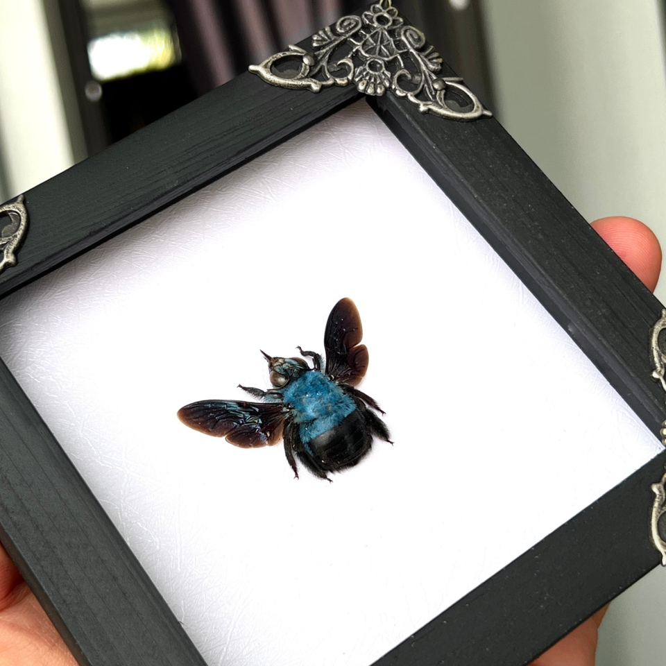 Framed Bee Mantis Beetle Real Pinned Insect Taxadermy Insect Gift For ...