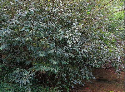 Ficus coronata - Sandpaper Fig - 30 Seeds | eBay