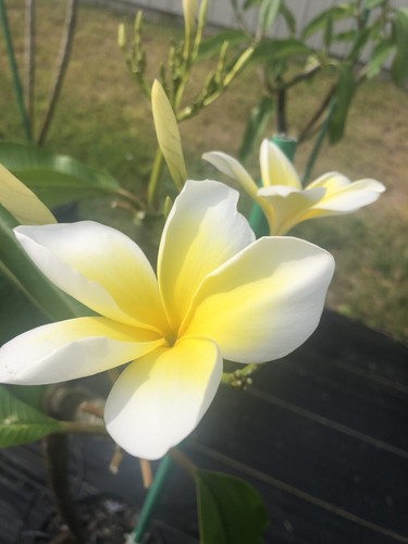 10 Fresh plumeria Seeds - Hausten Yellow | eBay