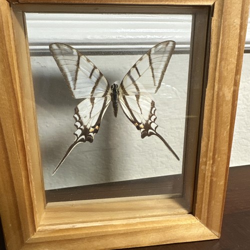 Eurytides epidaus Black White Zebra Swallowtail Butterfly Mounted ...