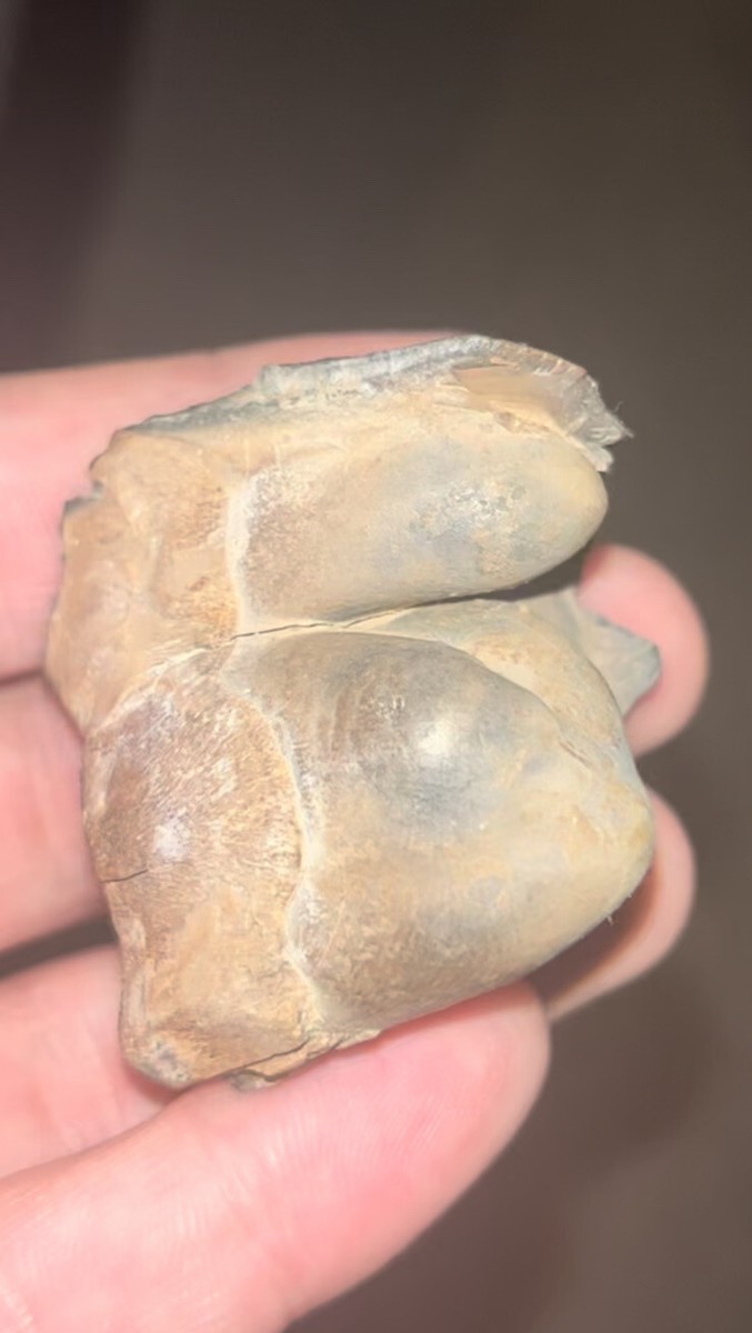 Gomphotherium Fossil