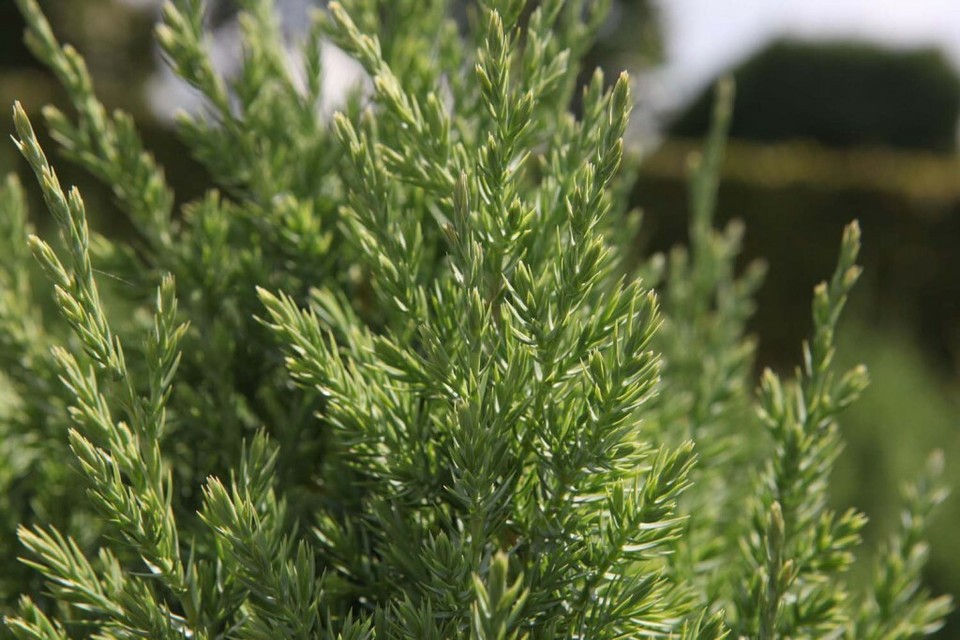 Juniperus Chinensis 'Stricta' Narrow Conifer, Hardy Chinese Juniper 3 ...