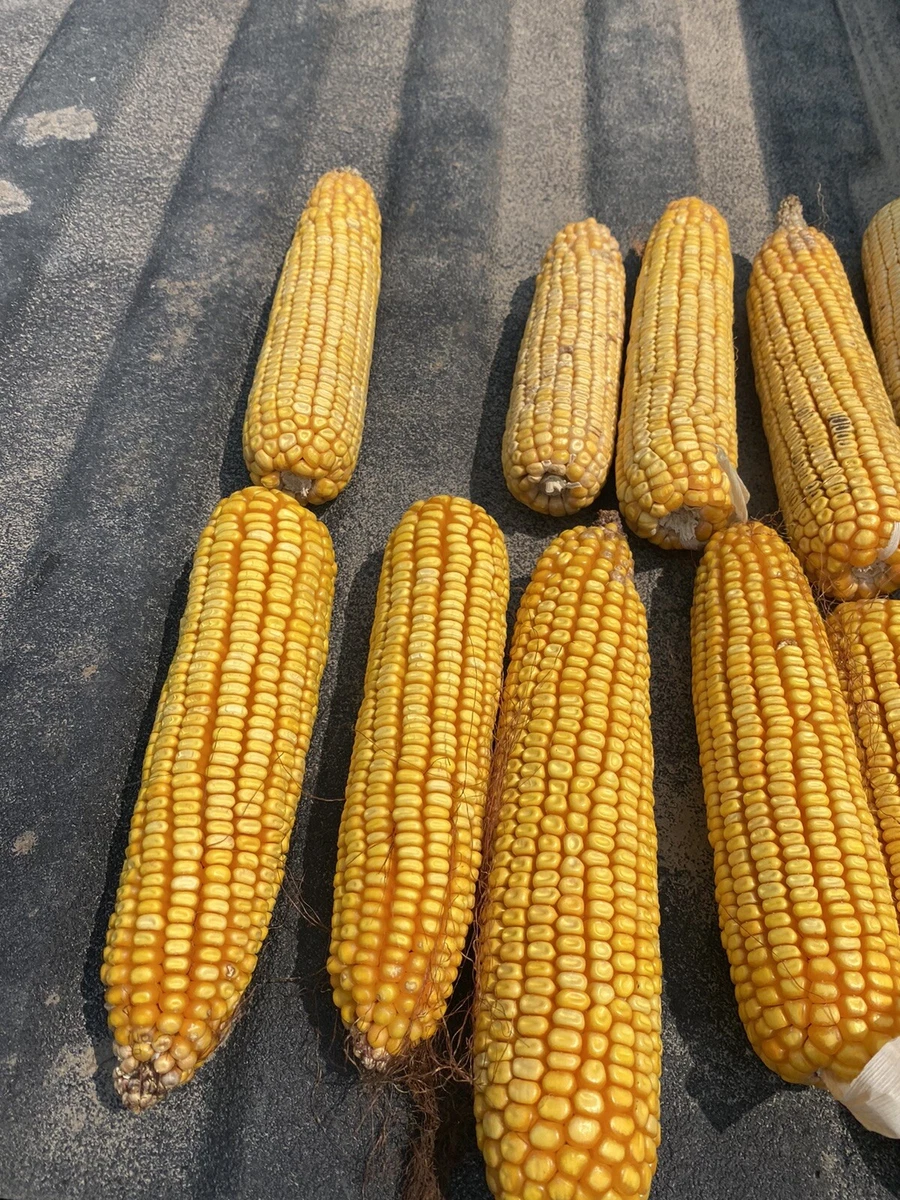 Dried Corn Cob