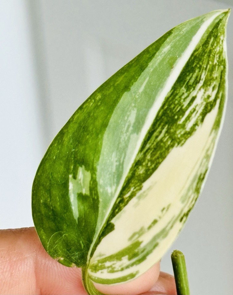 Rare Scindapsus Hederaceus Silver Variegated One Leaf Cutting | eBay UK