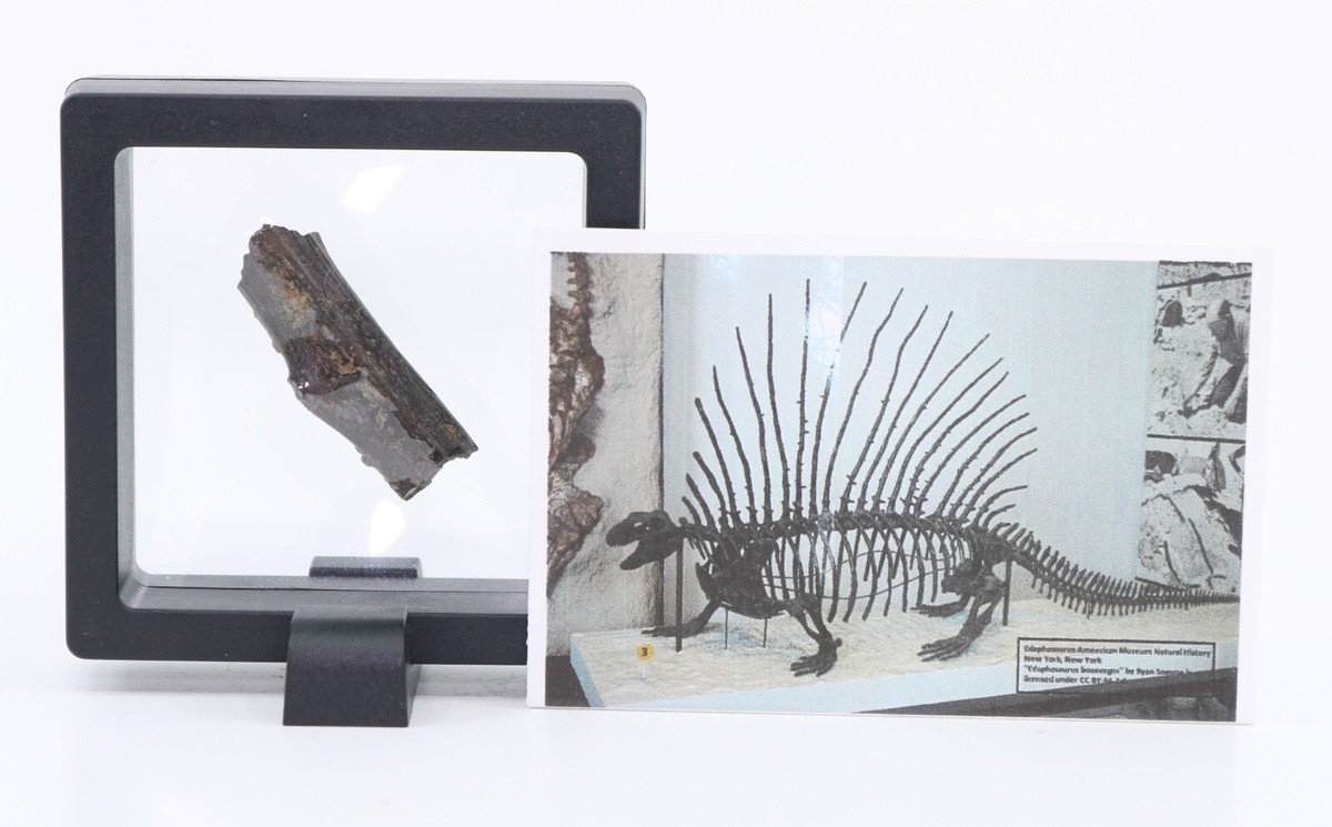 Edaphosaurus Fossil Permian Animals – Allosaurus Roar