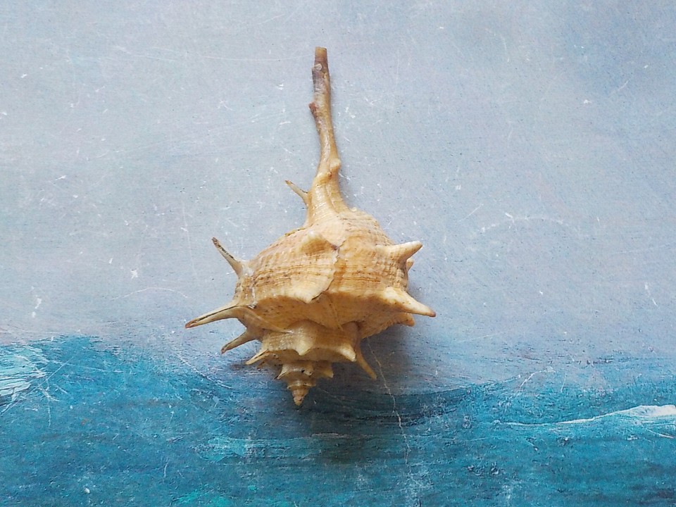 MUREX BOLINUS BRANDARIS , 81.41 mm , from GREECE | eBay UK