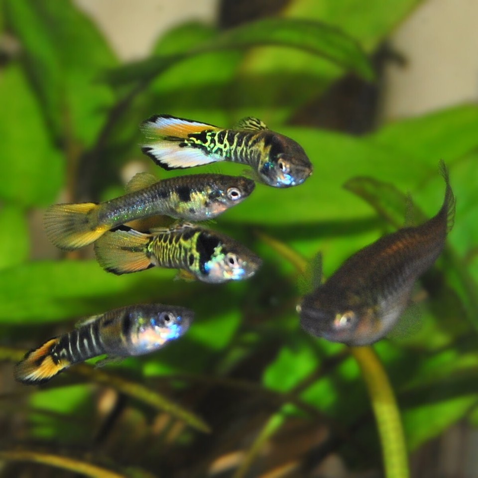 10+ 2 free Yellow Tiger Endler Fish Fries/unsexed | eBay