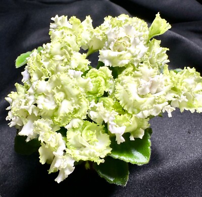 African Violet plant: IRISH FLIRT (semiminiature) | eBay