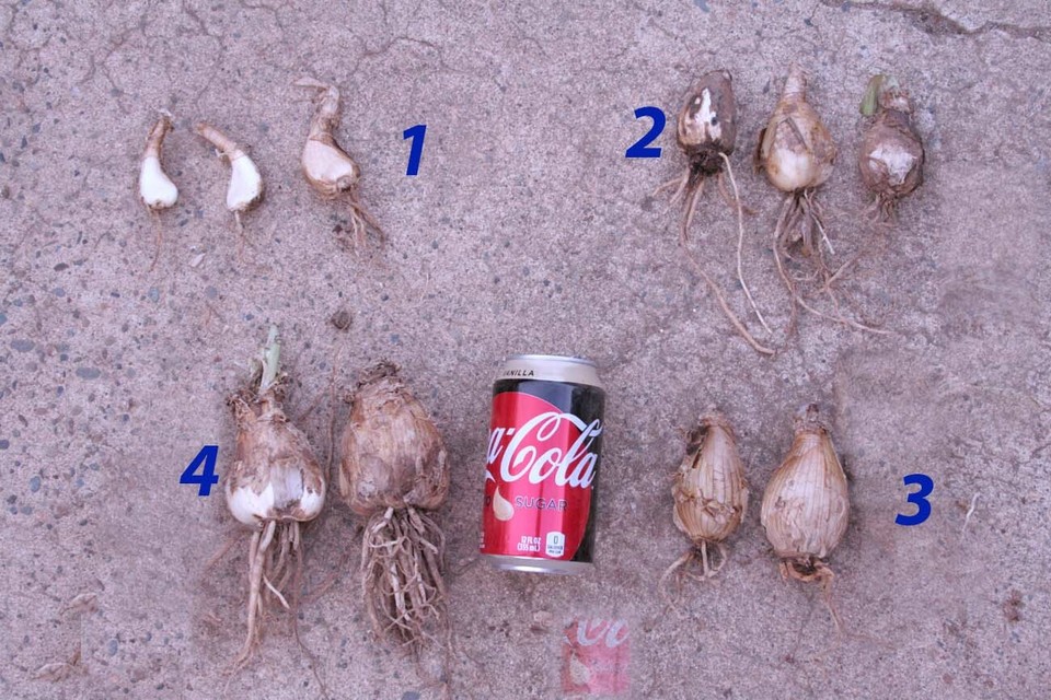 Set of 2 or 3 Amaryllis Belladonna Bulbs Lily Pink Naked Ladies Plant ...