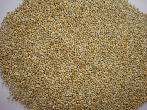 Bajra Grain Kambhu Pearl Millet Whole Grain Freshly Pack Bajara** | eBay