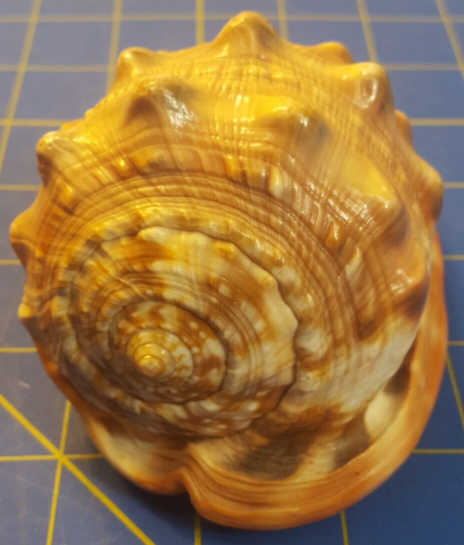 HORNED HELMET BULL MOUTH CONCH TIGER STRIPED SHELL SEASHELL | eBay