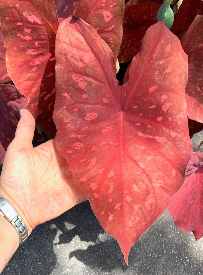 Caladium 'Dragon Heart' Size#2 (You get 2 bulbs) | eBay