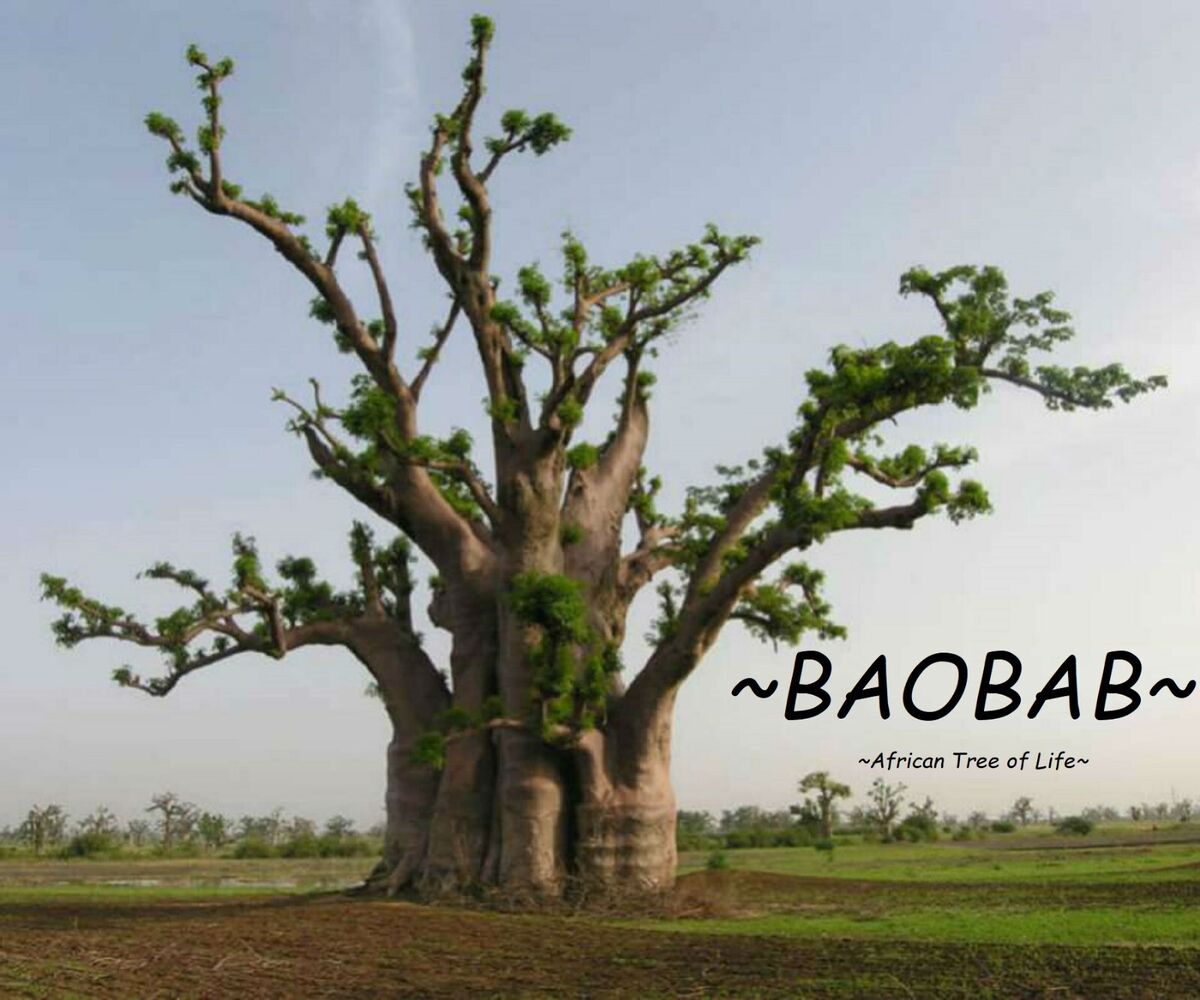 BAOBAB~ Adansonia Digitata Prehistoric Tree of LIFE BAOBAB~ Adansonia Digitata Prehistoric Tree of LIFE