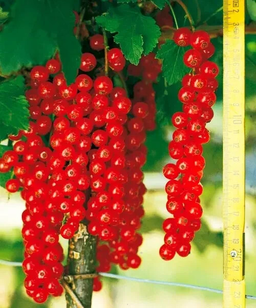 ROVADA best currant - red ribes- 1 plant for 2025 season | eBay