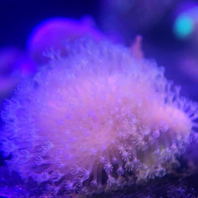 Toadstool - 'Devils hand'- Coral Frag - | Grelly UK
