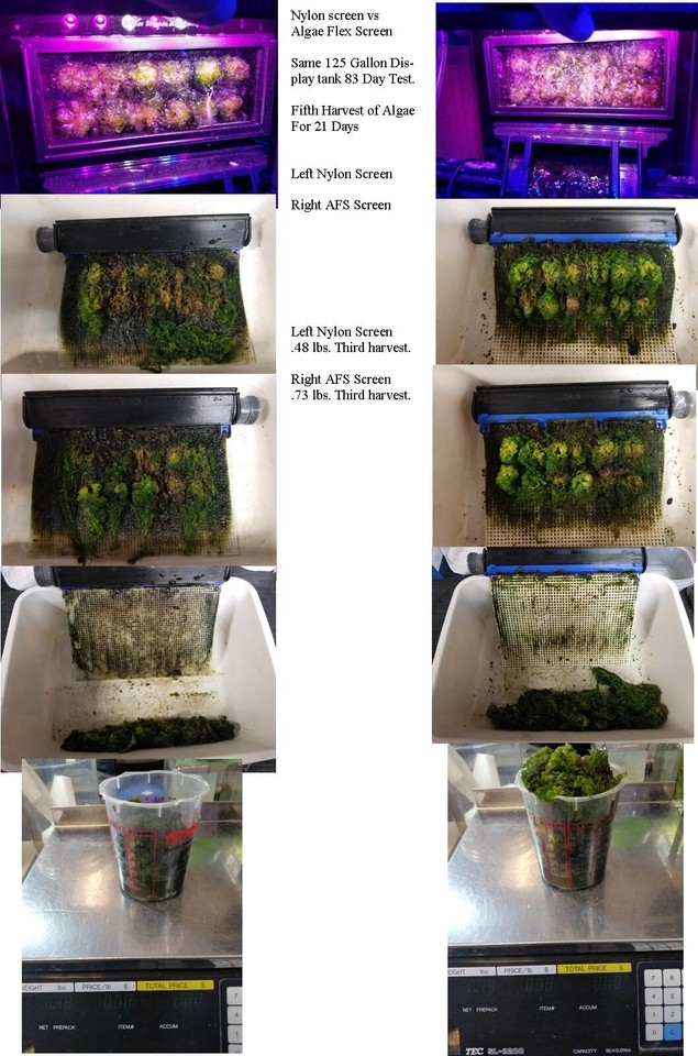 Algae Clean Scrubber Hang on Sump ACS-7-S-G5 with NEW Algae Flex Screen ...