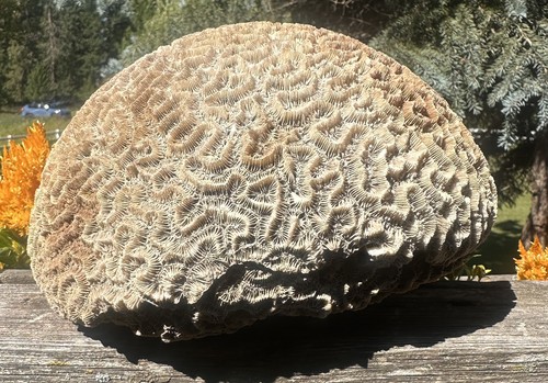 Huge Genuine White Brain Coral Exceptionally Large Fossil Specimen 8.06 ...