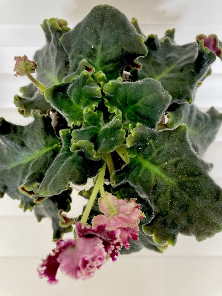 African Violet LE-Shantal Adult Plant Std | eBay