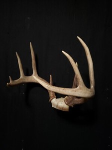 CodysAntlerAddiction | eBay Stores