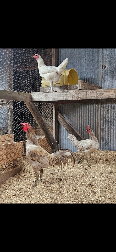 Pure Peruvian One Dozen Hatching Eggs | eBay