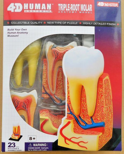 1 Kit 4D Molar Tooth Model Sale Teeth Anatomy Dentist Teach Model Study ...