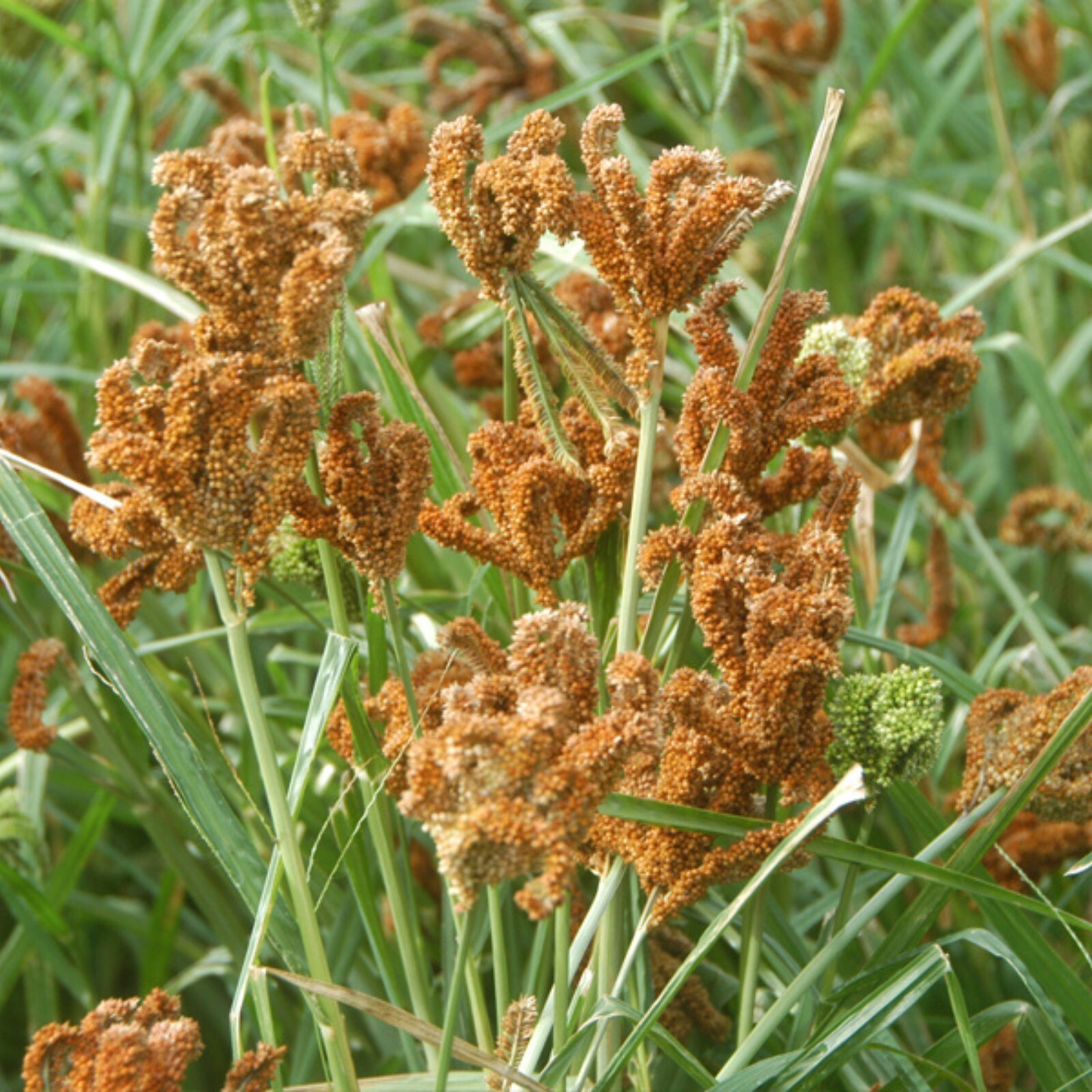 100% Natural Kurakkan Powder Well Cured Kurakkan Flour Ceylon High ...