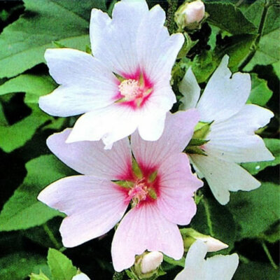 3 X LAVATERA 'BARNSLEY BABY' TREE MALLOW EVERGREEN SHRUB HARDY PLANT IN ...