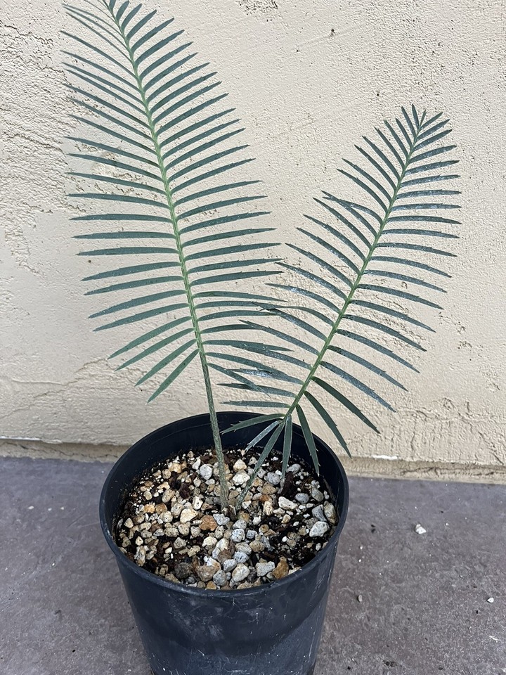 Dioon Argenteum SILVER MEXICAN CYCAD Recently Discovered Ice Blue ...