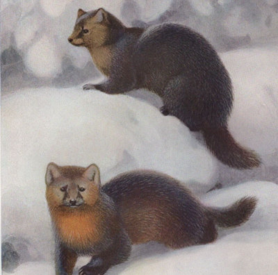 SABLE WEASEL - Snow Natural Habitat Painting Antique Print 1900 w Video ...