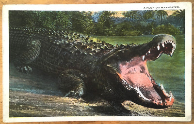 Vintage postcard 1920's FL ~ A Florida Man-Eater ALLIGATOR ~ H & WB ...